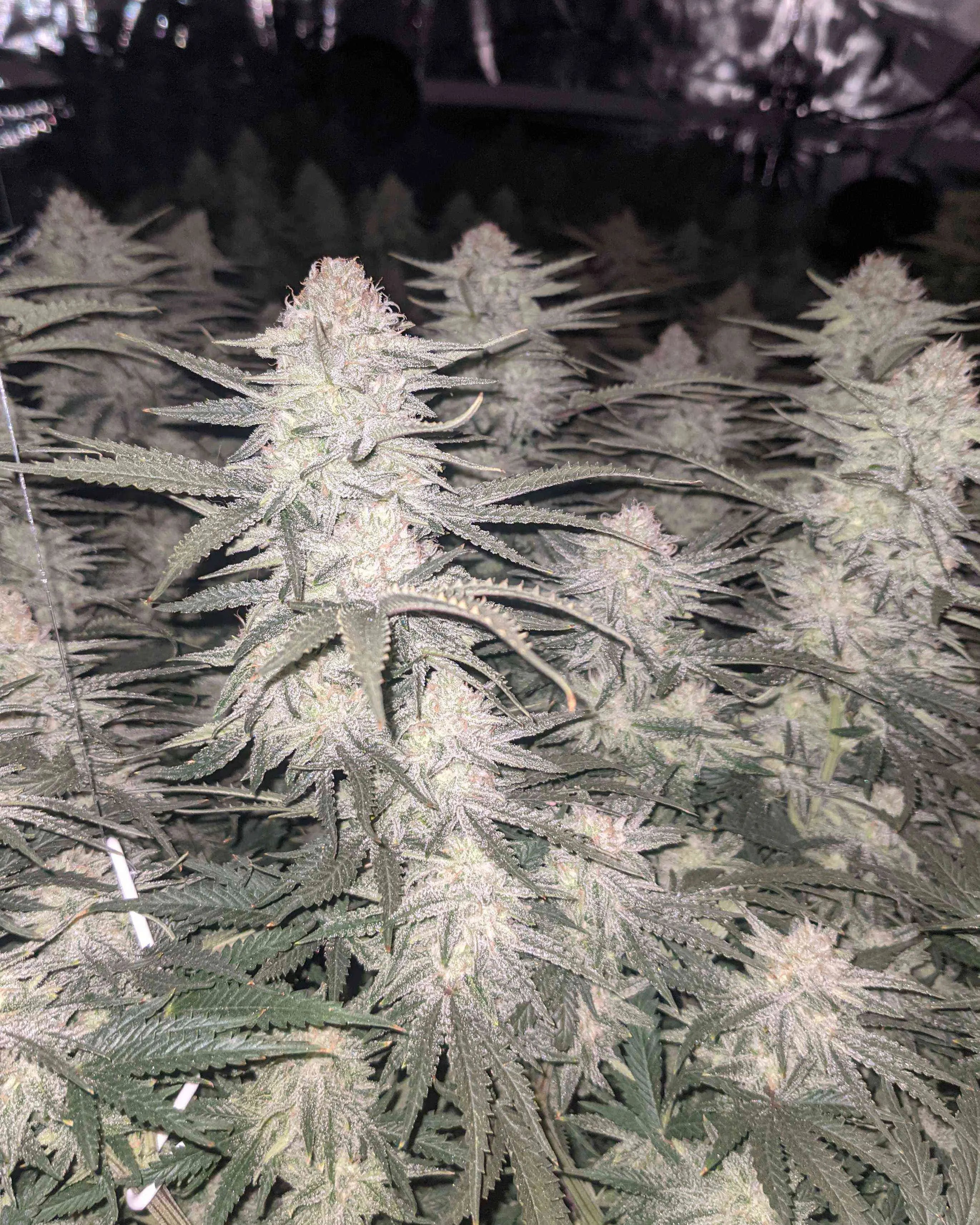 Buy Franco’s Lemon Cheese Feminized Cannabis Seeds By Green House Seed ...
